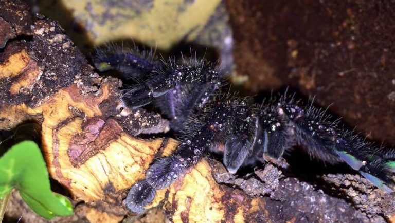 Spiders as pets an easy and rich beginners guide